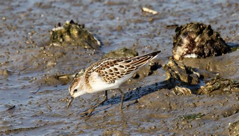 Blog De Aves Instantes Alados Correlimos Menudo