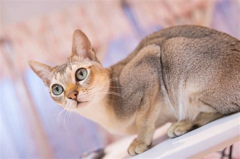 初心者にも飼いやすい猫は種類ごとの特徴や飼いやすさ ネコマガ