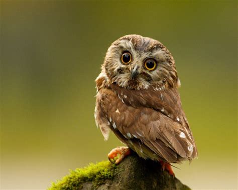 Baby Owl Wallpapers Top Nh Ng H Nh Nh P