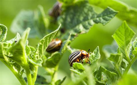 Buenas prácticas agrícolas Control de plagas Blog Aepla