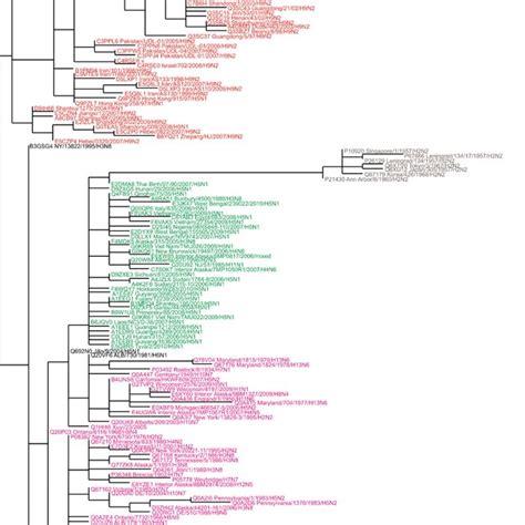 Phylogenetic Tree Constructed Using Phylip Maximum Parsimony