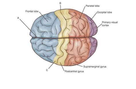 Slp Final Diagram Quizlet