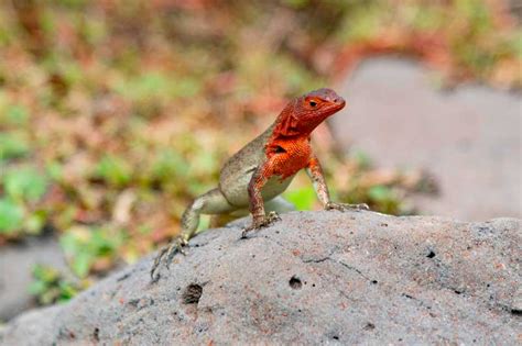 Flora Fauna en las Islas Galápagos Un Paraíso por Descubrir