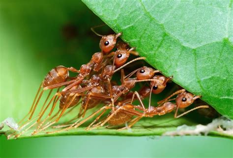 5 astuces pour se débarrasser des fourmis dans le jardin