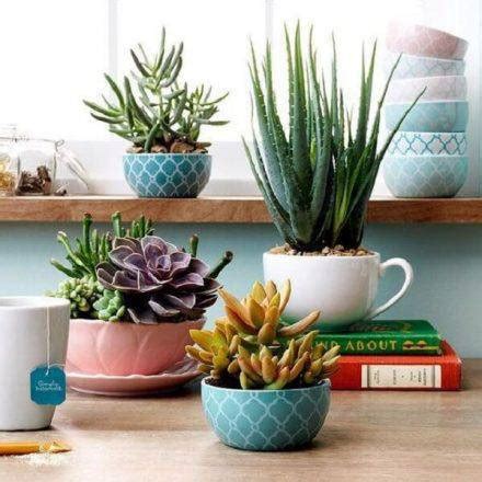 Tipos De Cactos 70 Arranjos Lindos Para Cultivar Em Casa