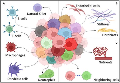 Frontiers Tumor Heterogeneity Preclinical Models Emerging