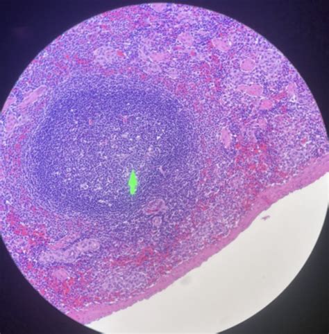 Histo Practical Flashcards Quizlet