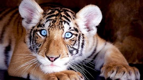 White Siberian Tiger Cubs With Blue Eyes
