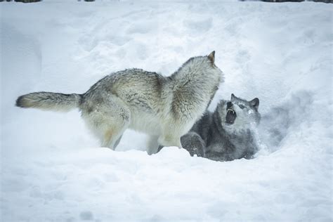 Fierce Wolf Baring Teeth Gray Wolves West Yellowstone Montana Winter