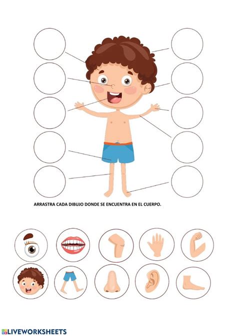 Fichas Sobre El Cuerpo Humano C