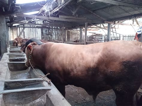 CV HARDINATA Penggemukan Sapi Potong Sistem Modern