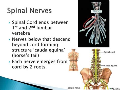 Ppt Spinal Nerves And Autonomic Nervous System Powerpoint