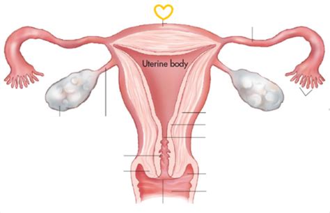 OB GYN Sonography Chapter 41 Anatomy Flashcards Quizlet