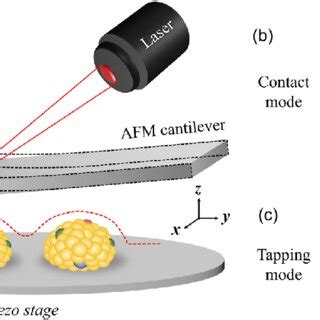 Schematic Diagram Of Atomic Force Microscopy AFM A Signal Detection
