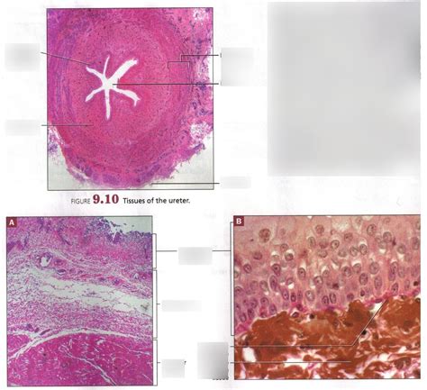 Urinary Organ Histology Urinary Bladder Diagram Quizlet