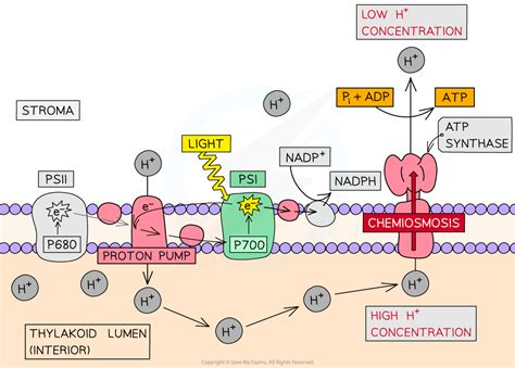 Photophosphorylation HL HL IB Biology Revision Notes 2025