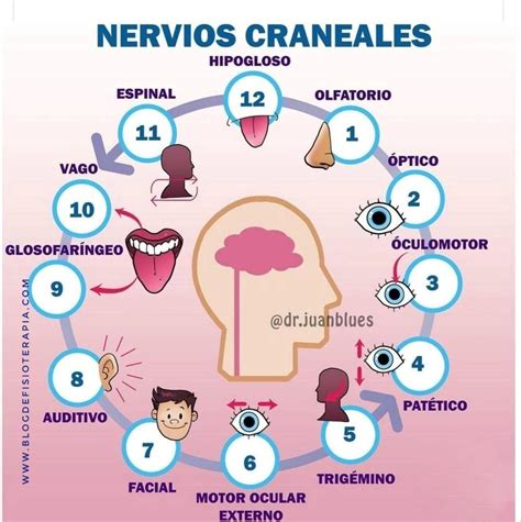 ESTUDIO DE LOS NERVIOS CRANEALES Blog De Fisioterapia
