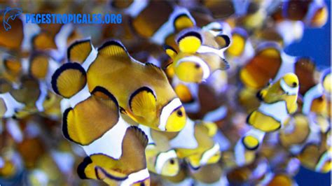 Pez payaso Ficha tipos comida Guía 2023 Peces Tropicales