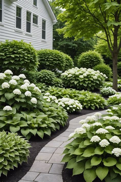 20 Hydrangea And Hostas Landscaping Combinations Toolz Geek In 2024