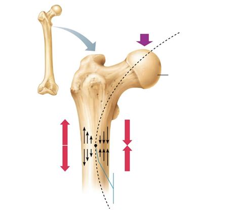 Chapter Bones And Skeletal Tissue Lab Exam Pt Diagram Quizlet