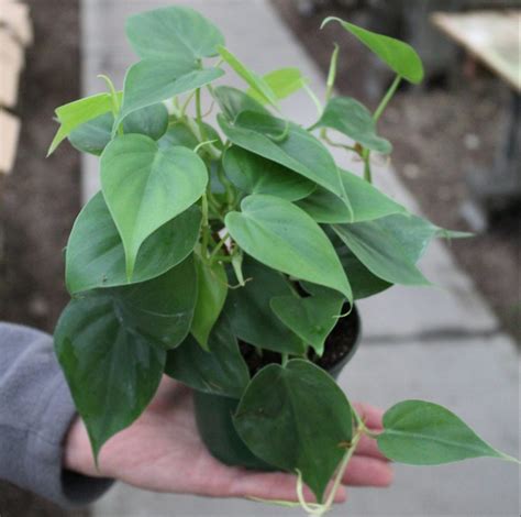 10 Philo Monstera Deliciosa NET Tri State Foliage In House Availability