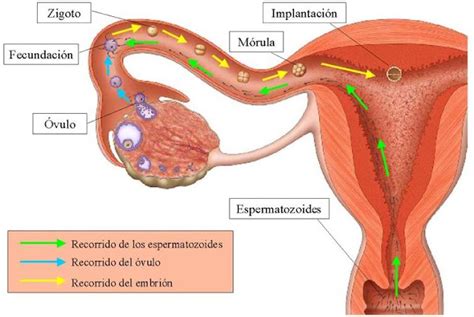 Martha Arámbula Anidación o Implantación