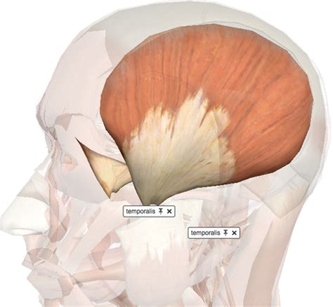 Muscle Origin Insertion And Action Flashcards Quizlet