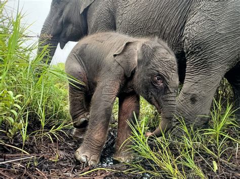 PPID Kementrian Lingkungan Hidup Dan Kehutanan Kabar Gembira Telah