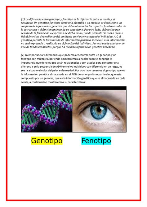 Genotipo Y Fenotipo 1 La Diferencia Entre Genotipo Y Fenotipo Es La