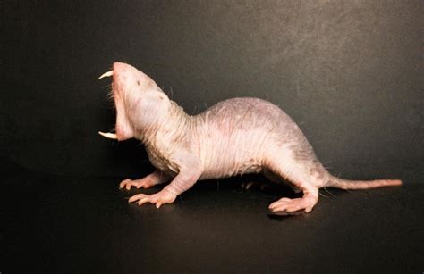Naked Mole Rat Heterocephalus Glaber Rochelle Buffenstein One