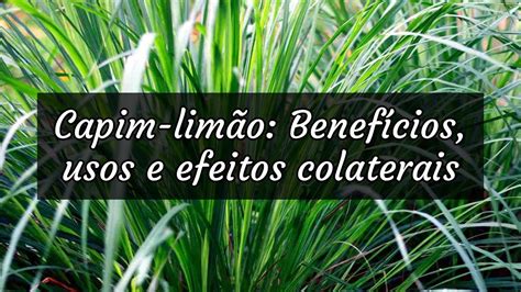 Capim limão Benefícios usos e efeitos colaterais YouTube
