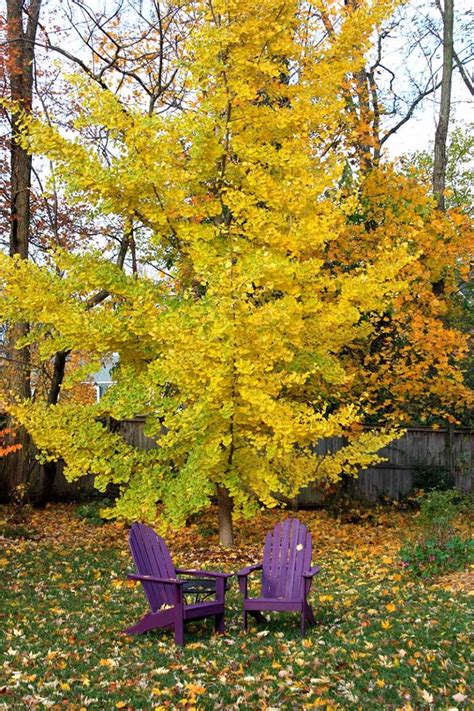 How To Grow And Care For Ginkgo Trees Gardeners Path