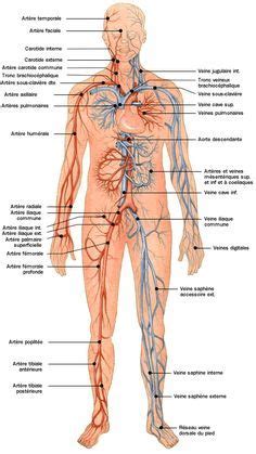 65 idées de Anatomie humaine human Anatomy anatomie humaine