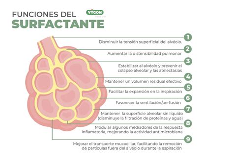 La Importancia Del Surfactante En El Paciente Neonatal Campus Vygon