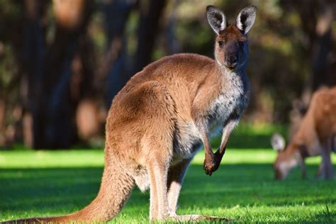 Foto Tips Liburan Hemat Ke Australia
