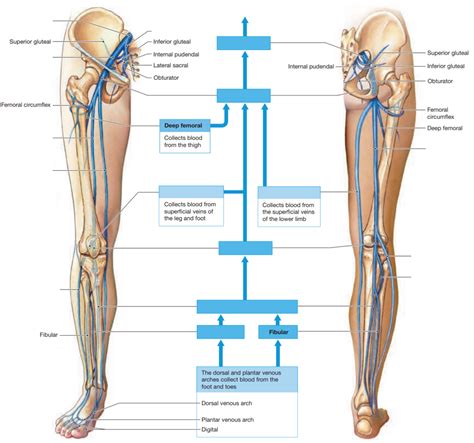 Veins Of The Lower Extremities Diagram Quizlet