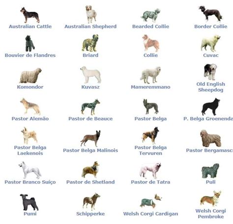 Ra As E Grupos De Ra As Alelu Educa O Canina