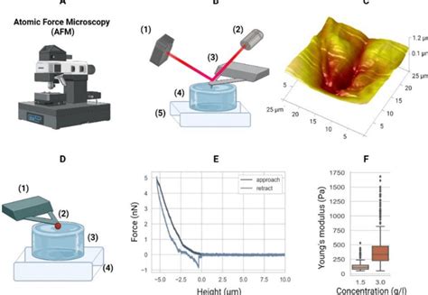 Atomic Force Microscopy AFM A Equipment B Schematic Of An AFM