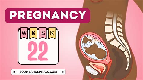 22 Weeks Pregnant Pregnancy Week By Week Symptoms Signs Baby