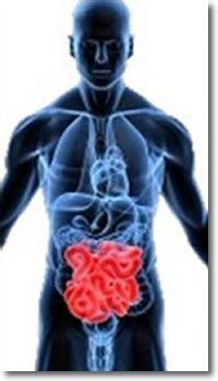 BOM FUNCIONAMENTO DO INTESTINO É ESSENCIAL PARA O CORPO Vida e