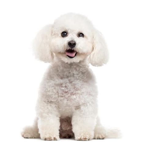 Registered Bichon Frise Puppies For Sale TrustedPuppies