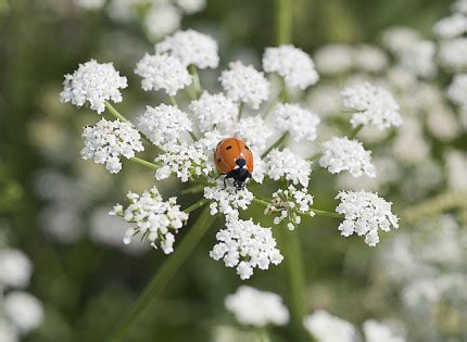 Écureuil roux comment lattirer au jardin et le protéger
