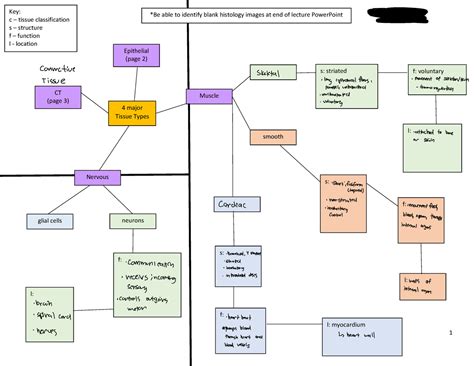 Histology Concept Map Major Tissue Types Muscle Nervous Ct Page