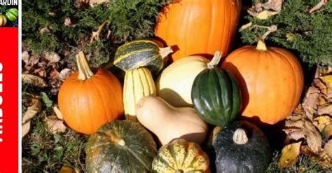 Cómo cuidar y cultivar plantas de calabaza guía completa para tener