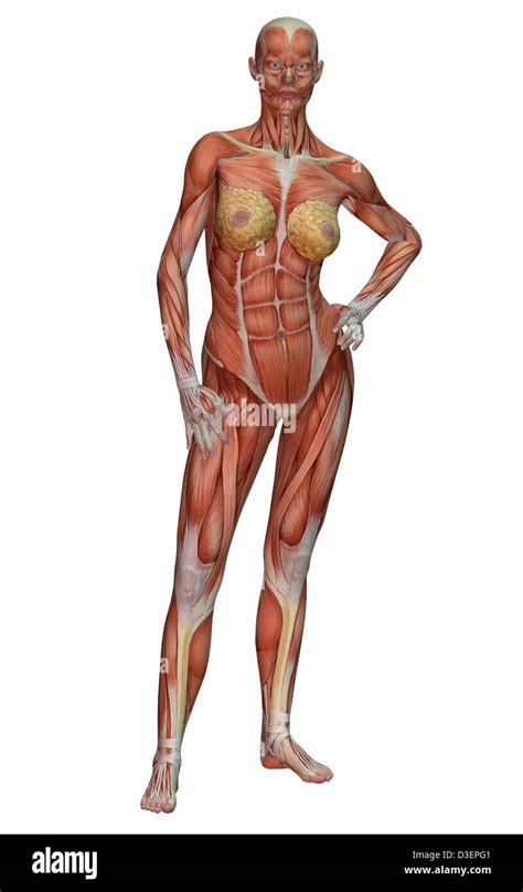 Female Muscle Anatomy Stock Photo Alamy