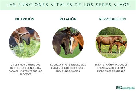 Las Funciones Vitales De Los Seres Vivos Vitales De Los Seres Vivos