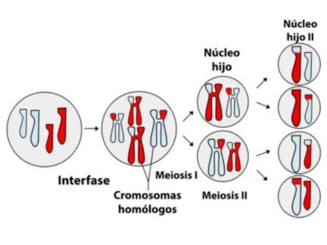 Esquema De La Meiosis Fotos Gu A