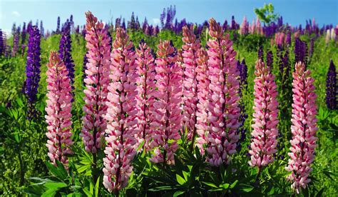 Tall Plant With Tiny Pink Flowers Best Flower Site