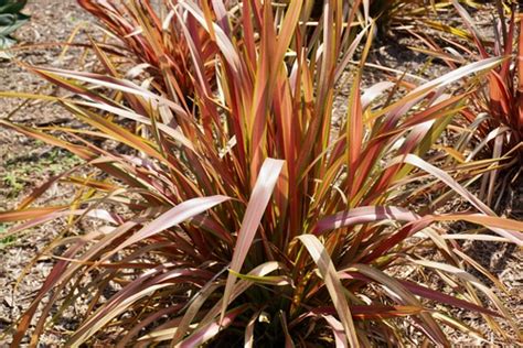Great Ornamental Grasses To Grow In Containers