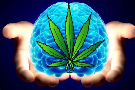 La Marihuana En El Cuerpo Cerebro Y Sistema Nervioso